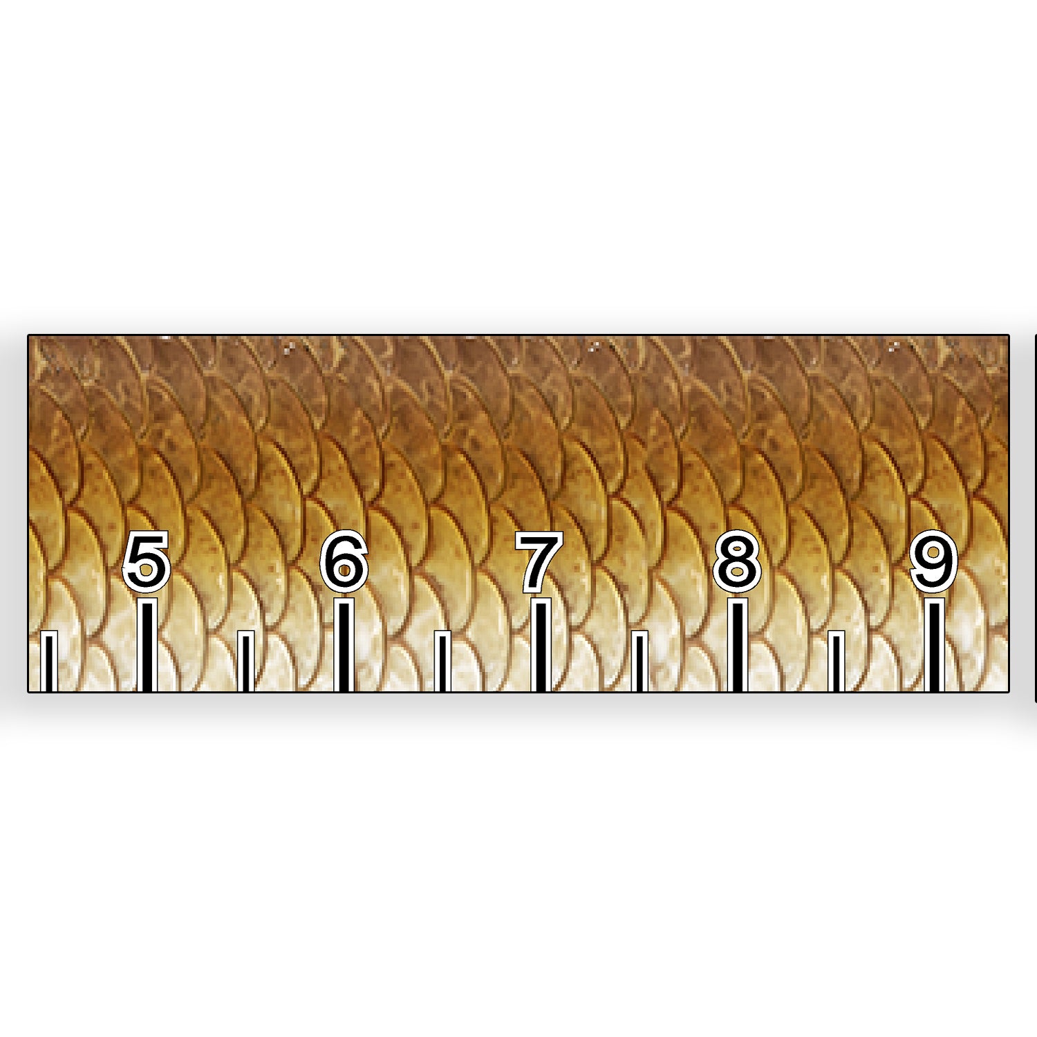 Redfish Scale Fish Ruler 40 inch Sticker | Real Sticky